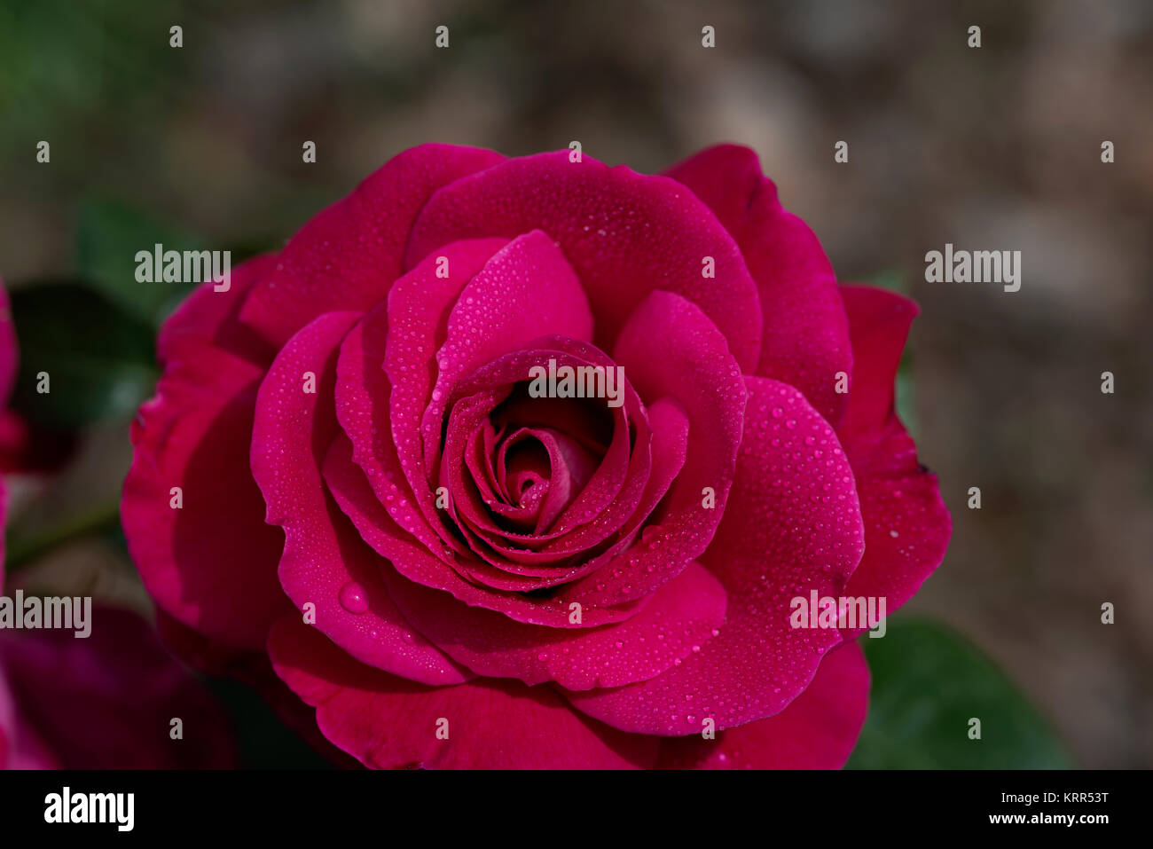 A rose is a woody perennial flowering plant of the genus Rosa, in the ...
