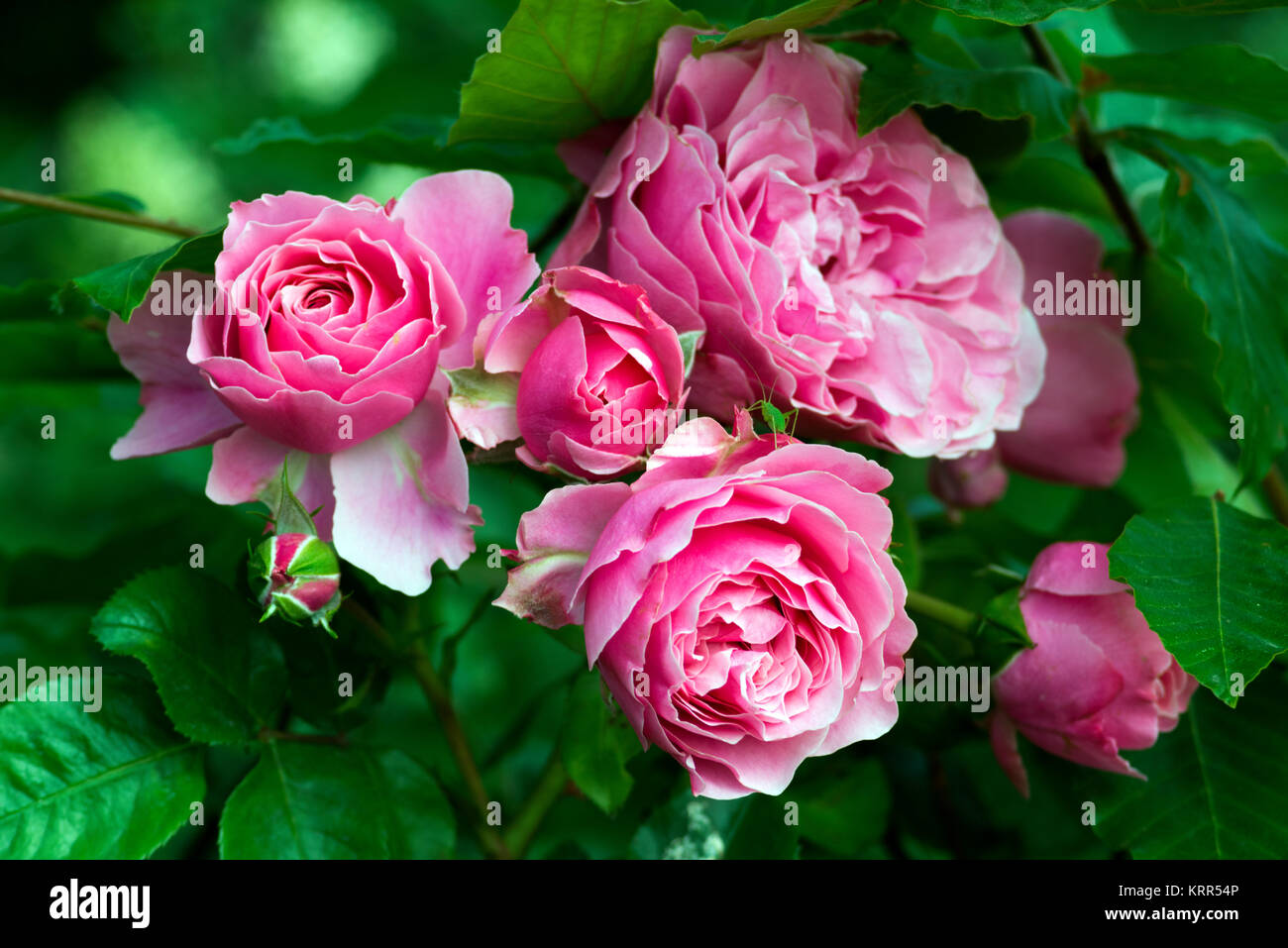 A rose is a woody perennial flowering plant of the genus Rosa, in the ...