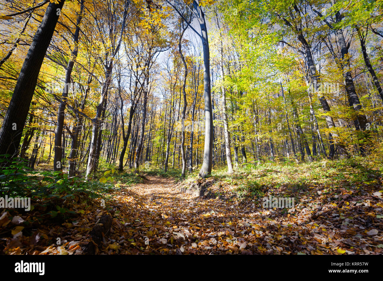 Picture of colourful forest path in fall Stock Photo - Alamy