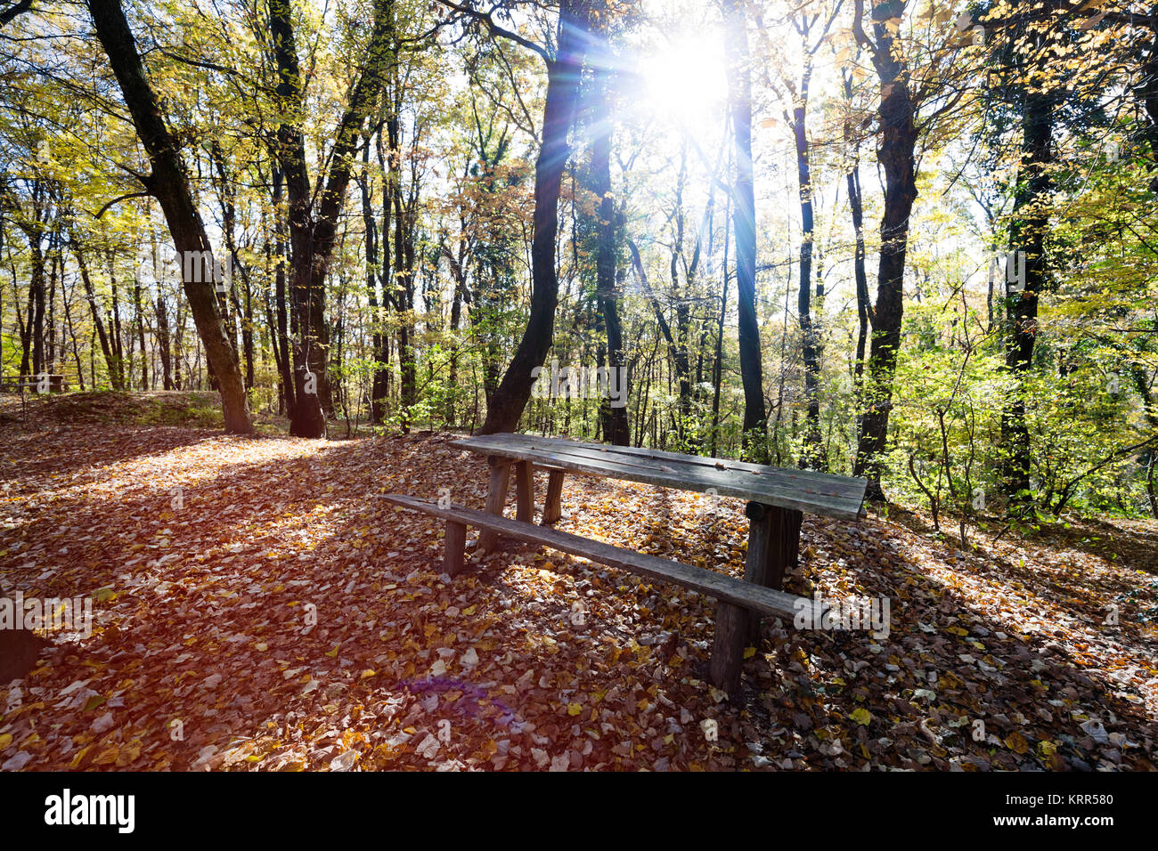 Picture of wooden old bench in forest Stock Photo - Alamy