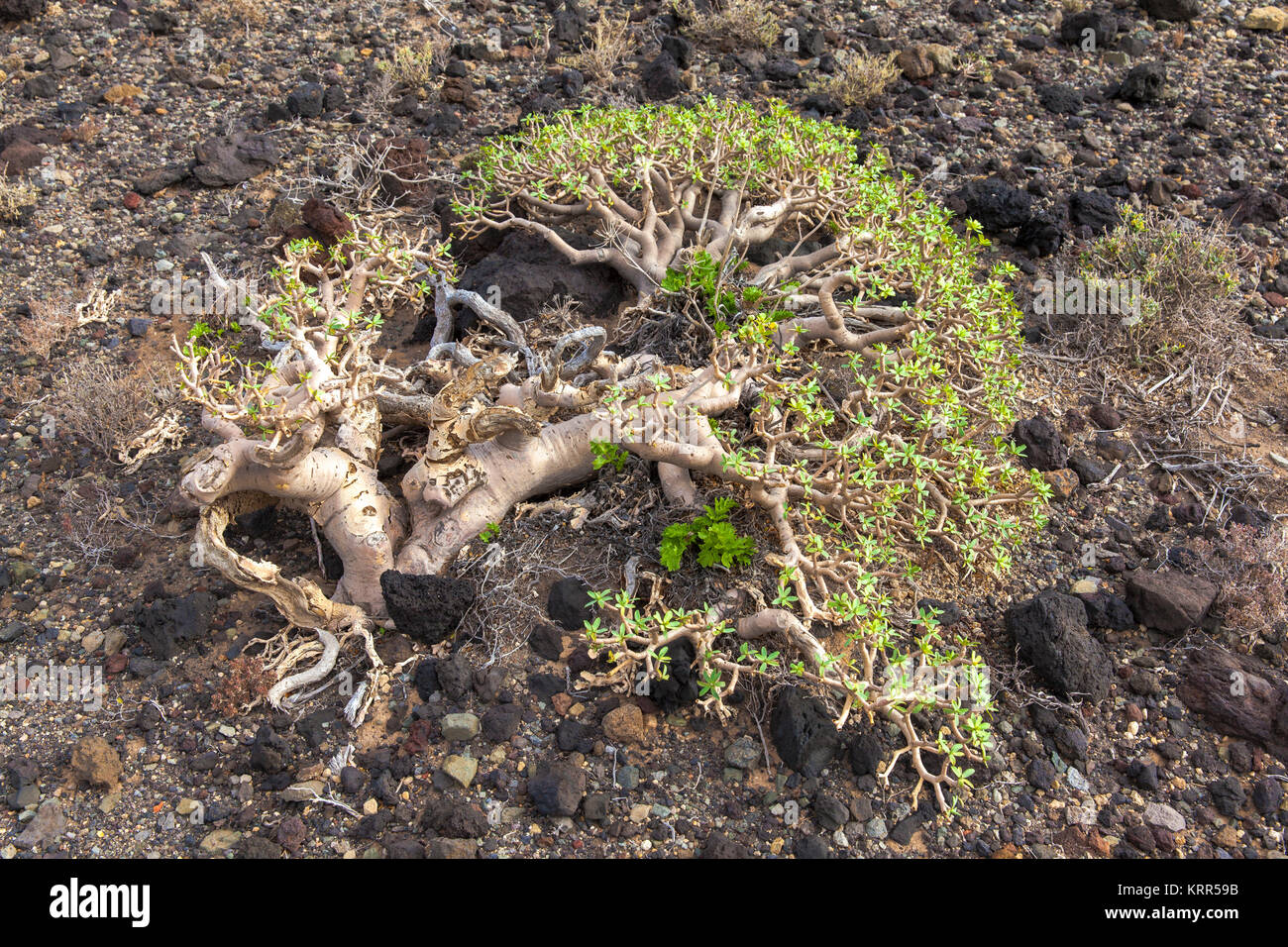 Fasnia coast landscape (Tenerife island Stock Photo - Alamy