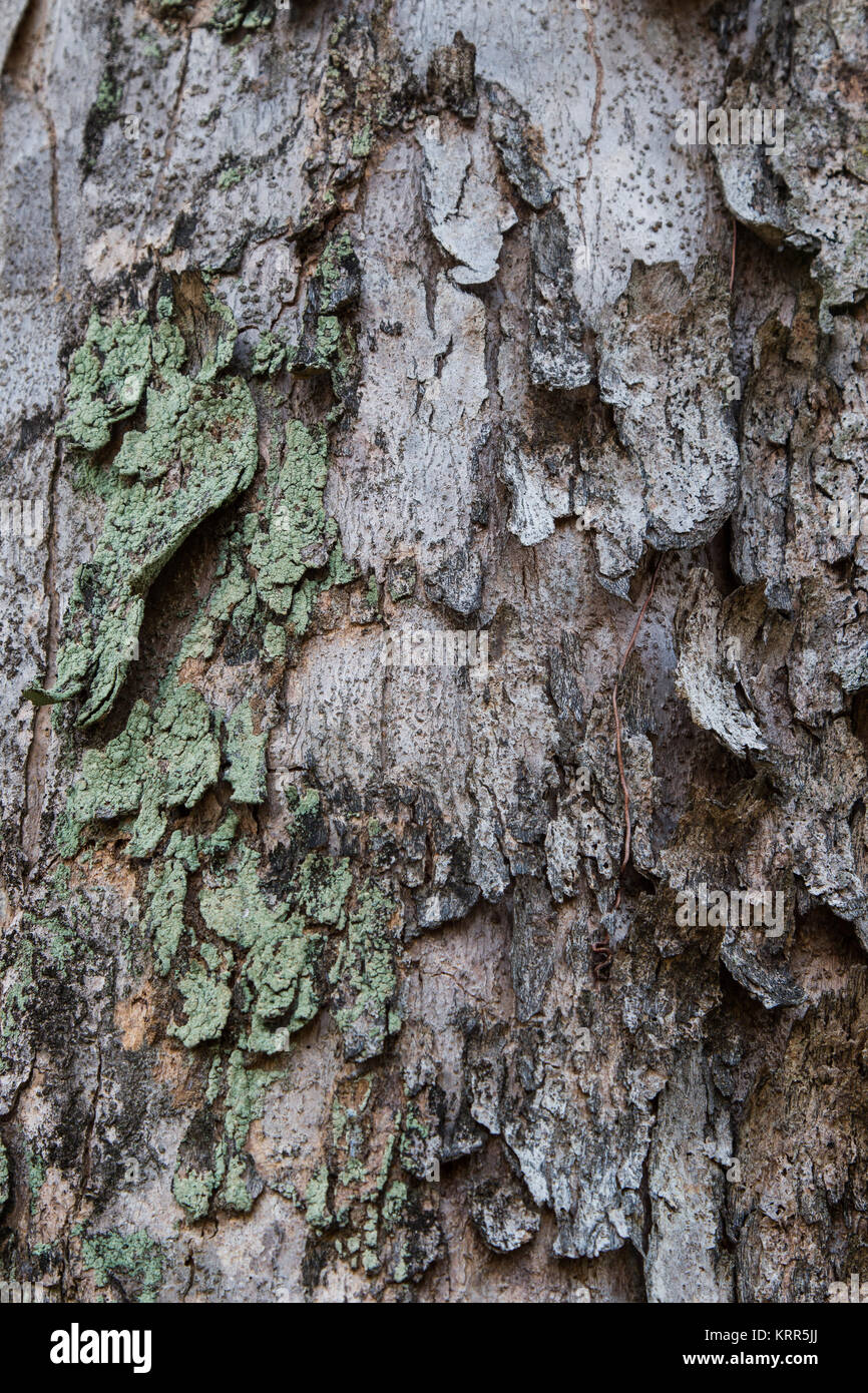 Close up of a tree's bark cracking, peeling and over grown with algae ...