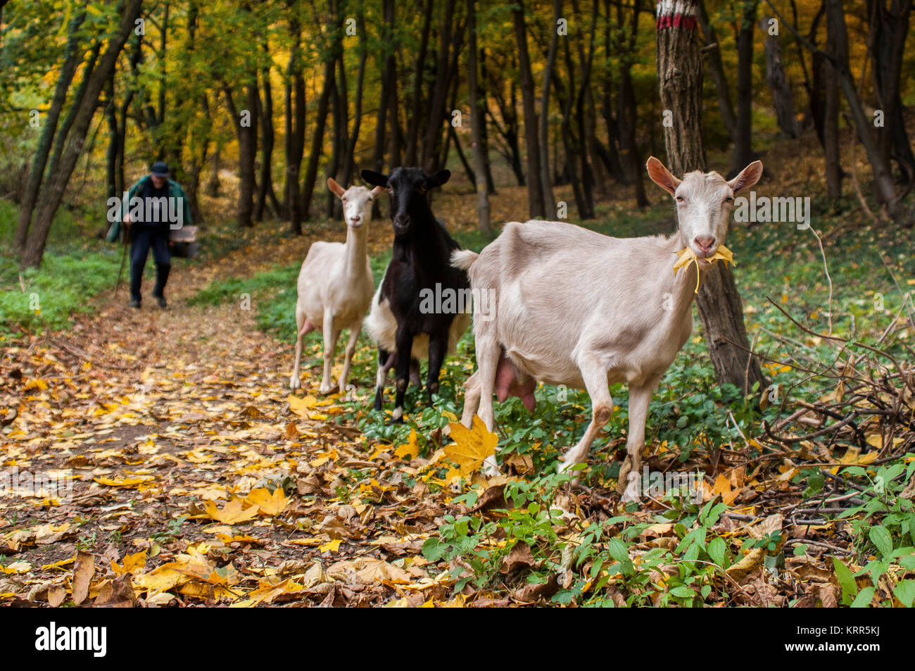 Goats in the forest Stock Photo - Alamy