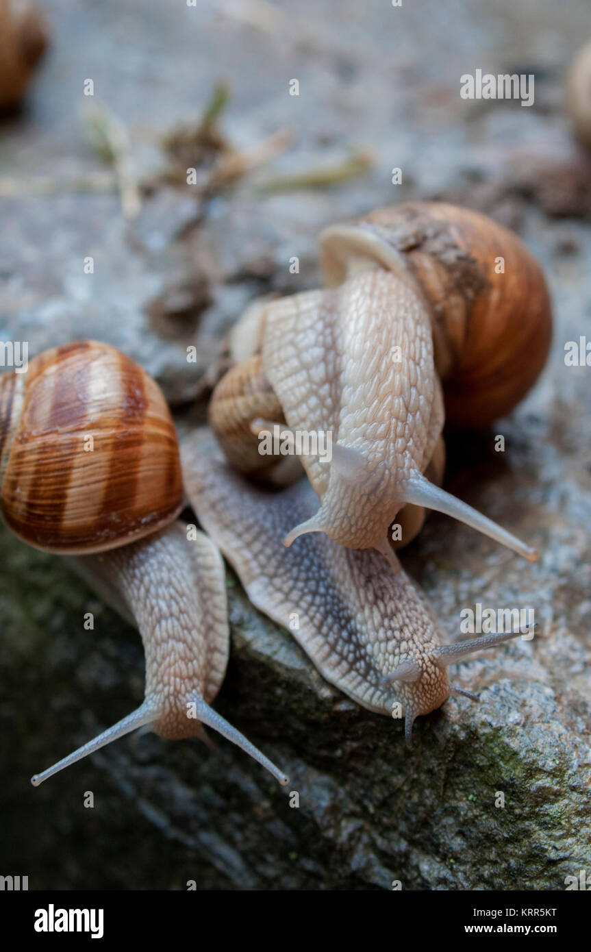 Spiral snails hi-res stock photography and images - Alamy