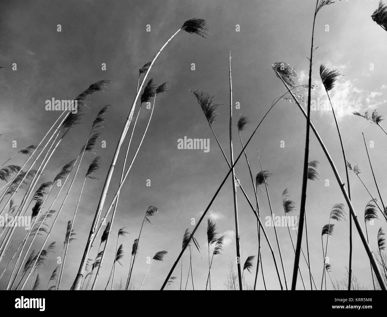 Reeds in the spring black and white Stock Photo - Alamy