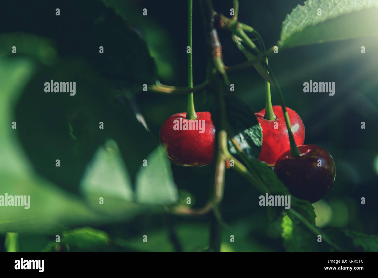 Cherries under sun rays Stock Photo - Alamy