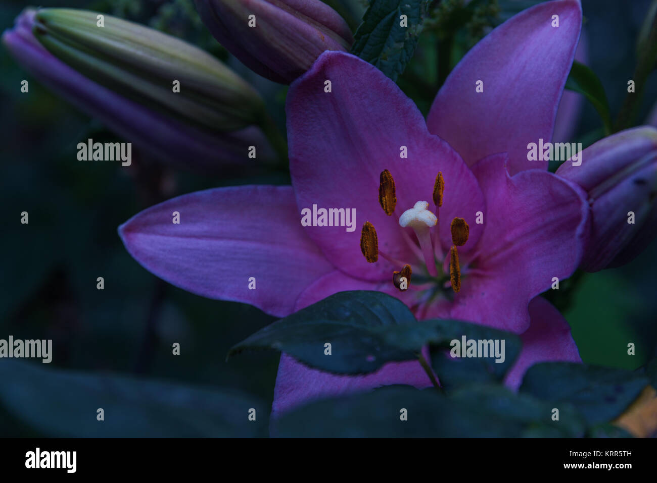 Night lily hi-res stock photography and images - Alamy