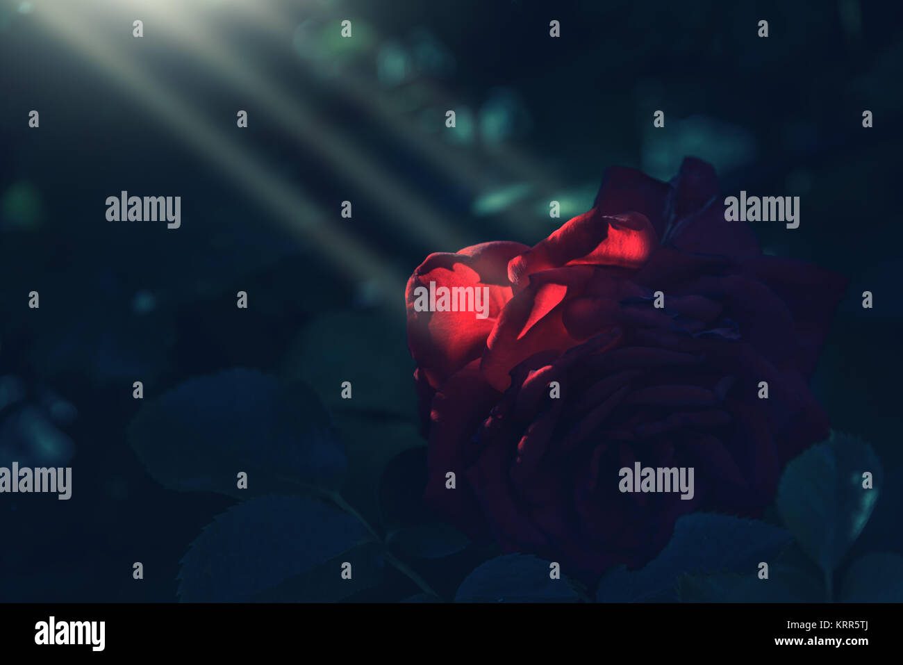 Red rose in sunlight hi-res stock photography and images - Alamy