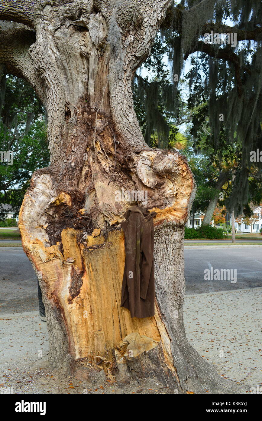 Old Oak Tree Stock Photo - Alamy