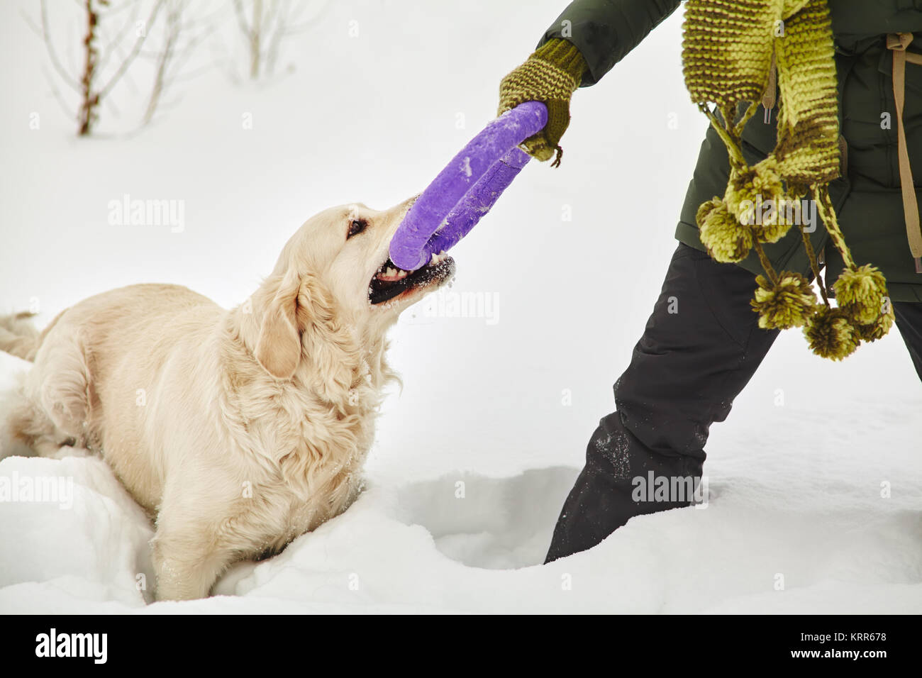 Labrador retriever dog with owner playing in snow in the winter ...