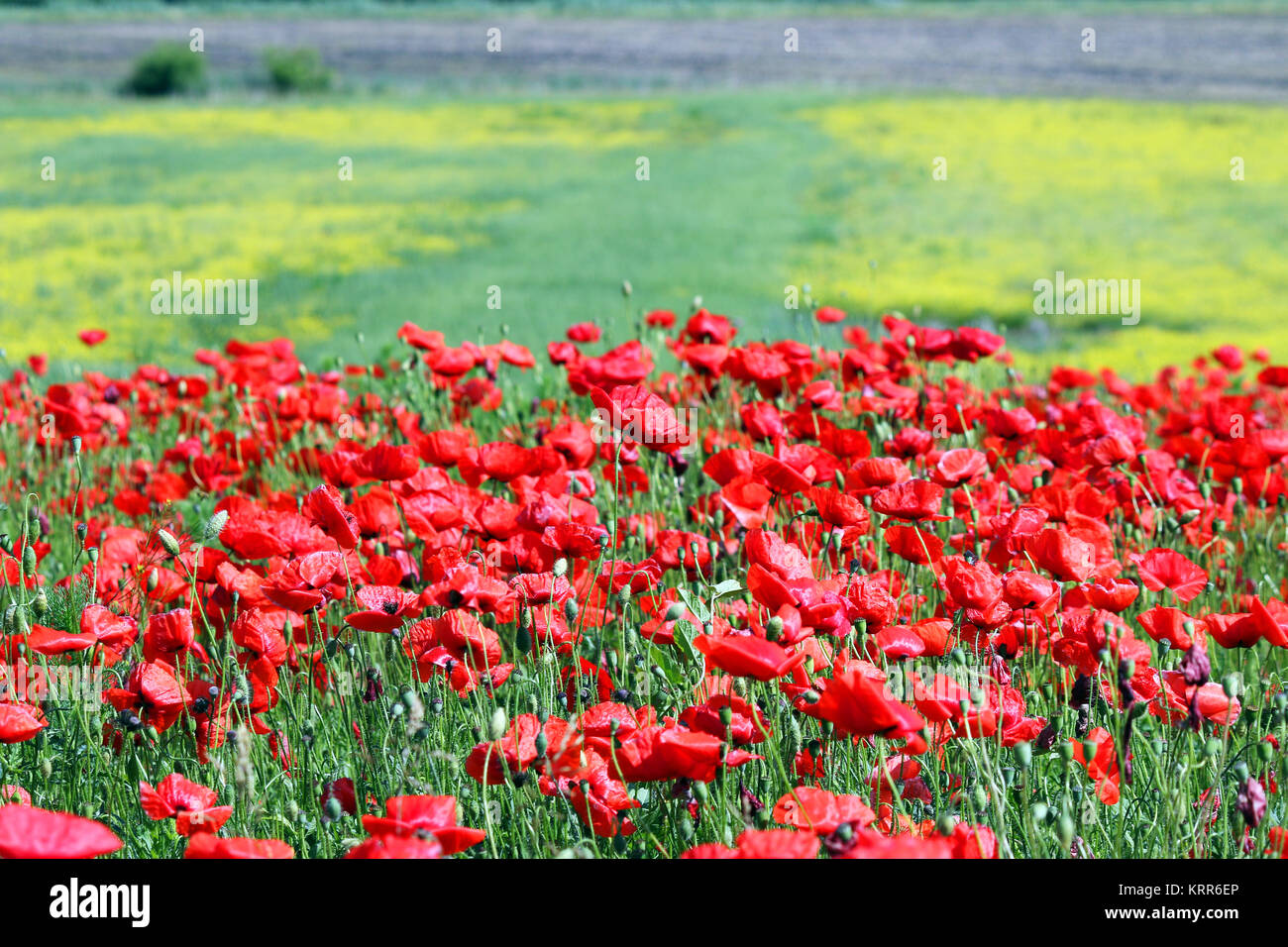 poppies flower meadow country landscape Stock Photo - Alamy