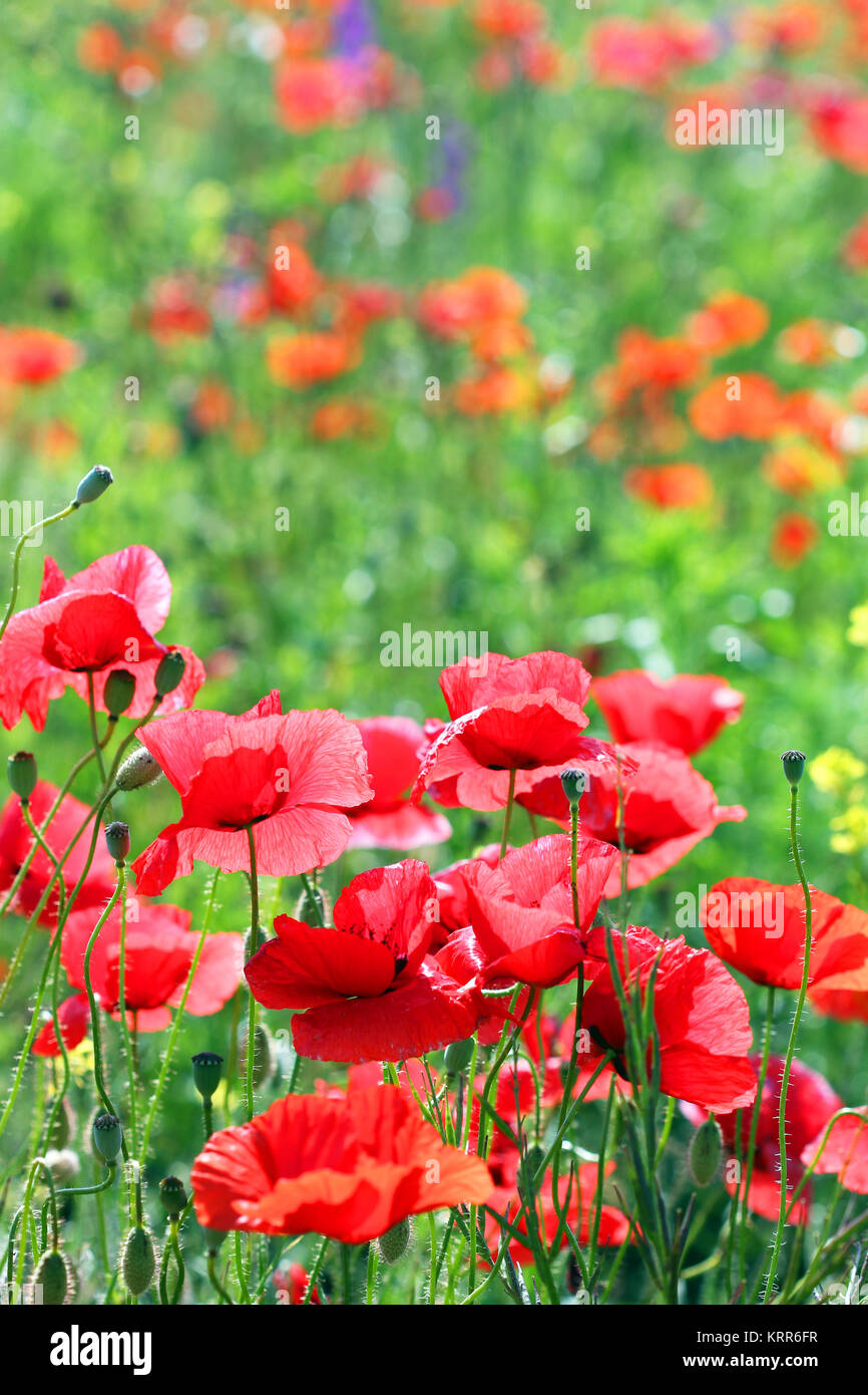 red poppies flower field spring season Stock Photo - Alamy