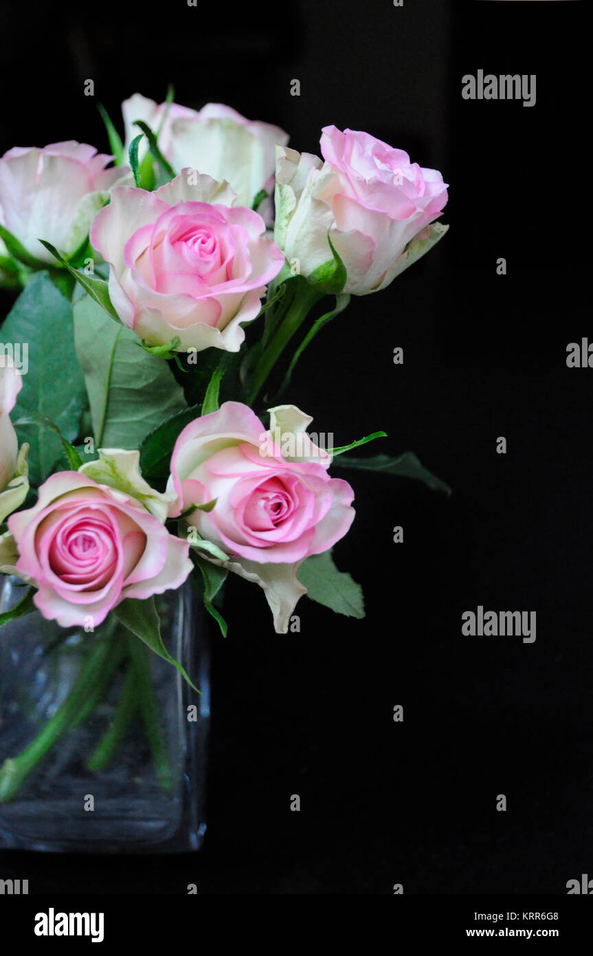 rose still life Stock Photo - Alamy