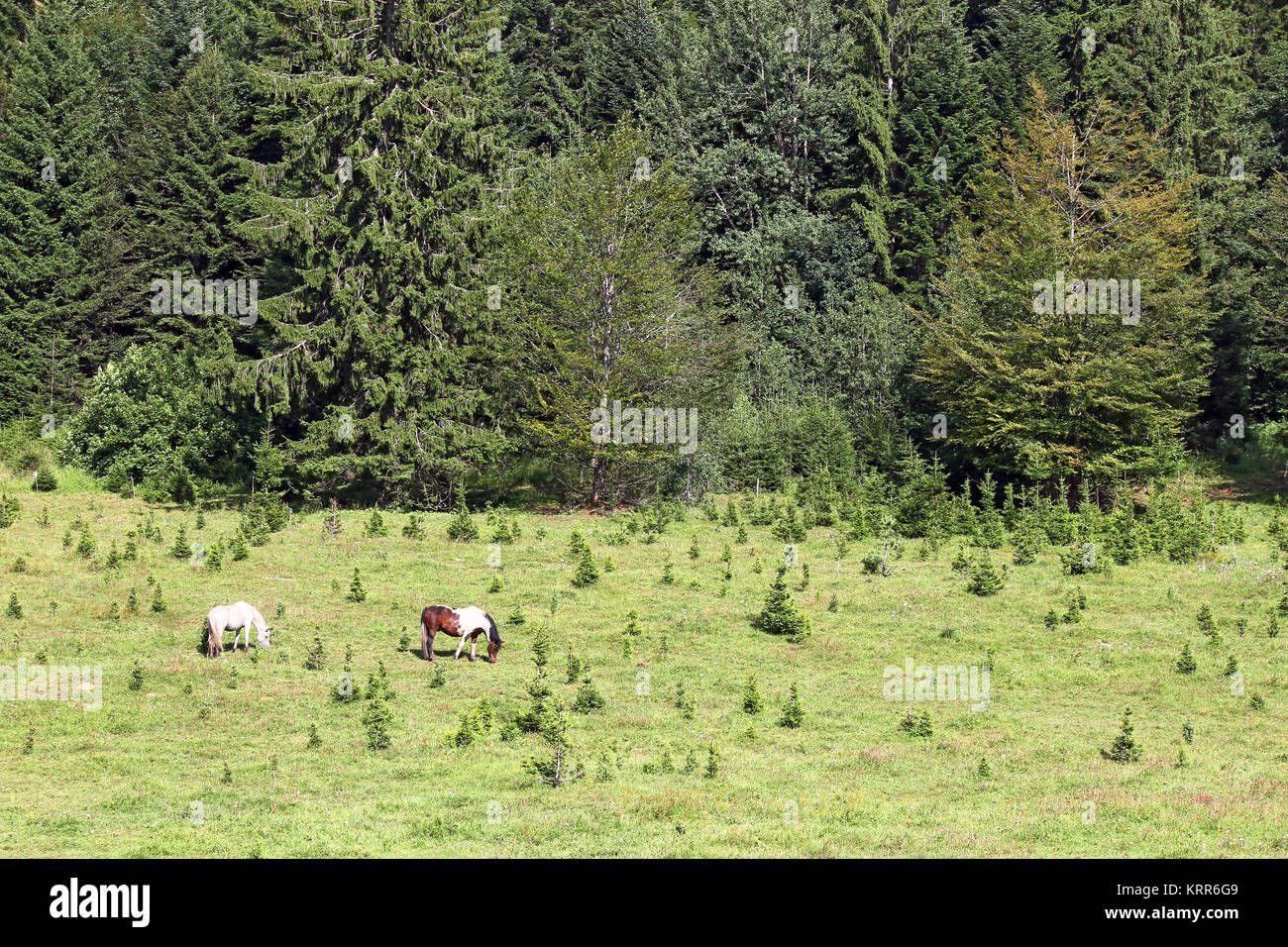 Horses graze near mountain hi-res stock photography and images - Alamy