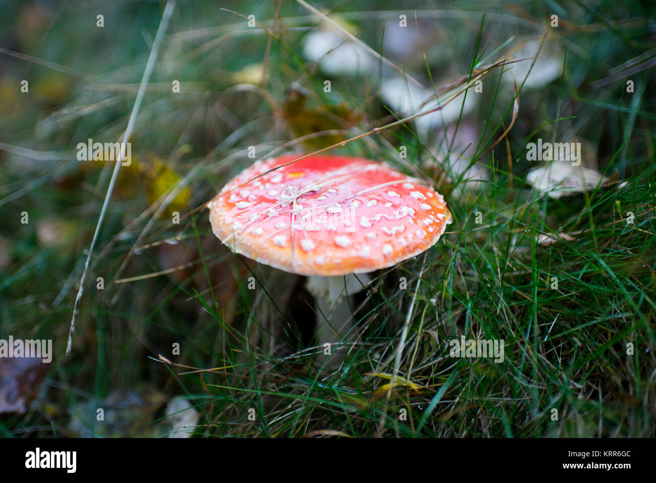 Amanita Muscaria red mushroom front view in green field in autumn day ...