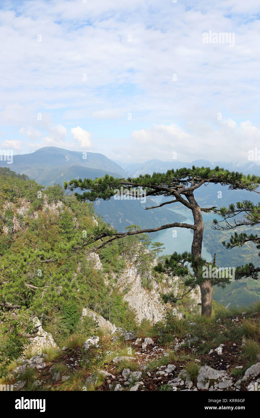 pine tree on mountain landscape Stock Photo - Alamy
