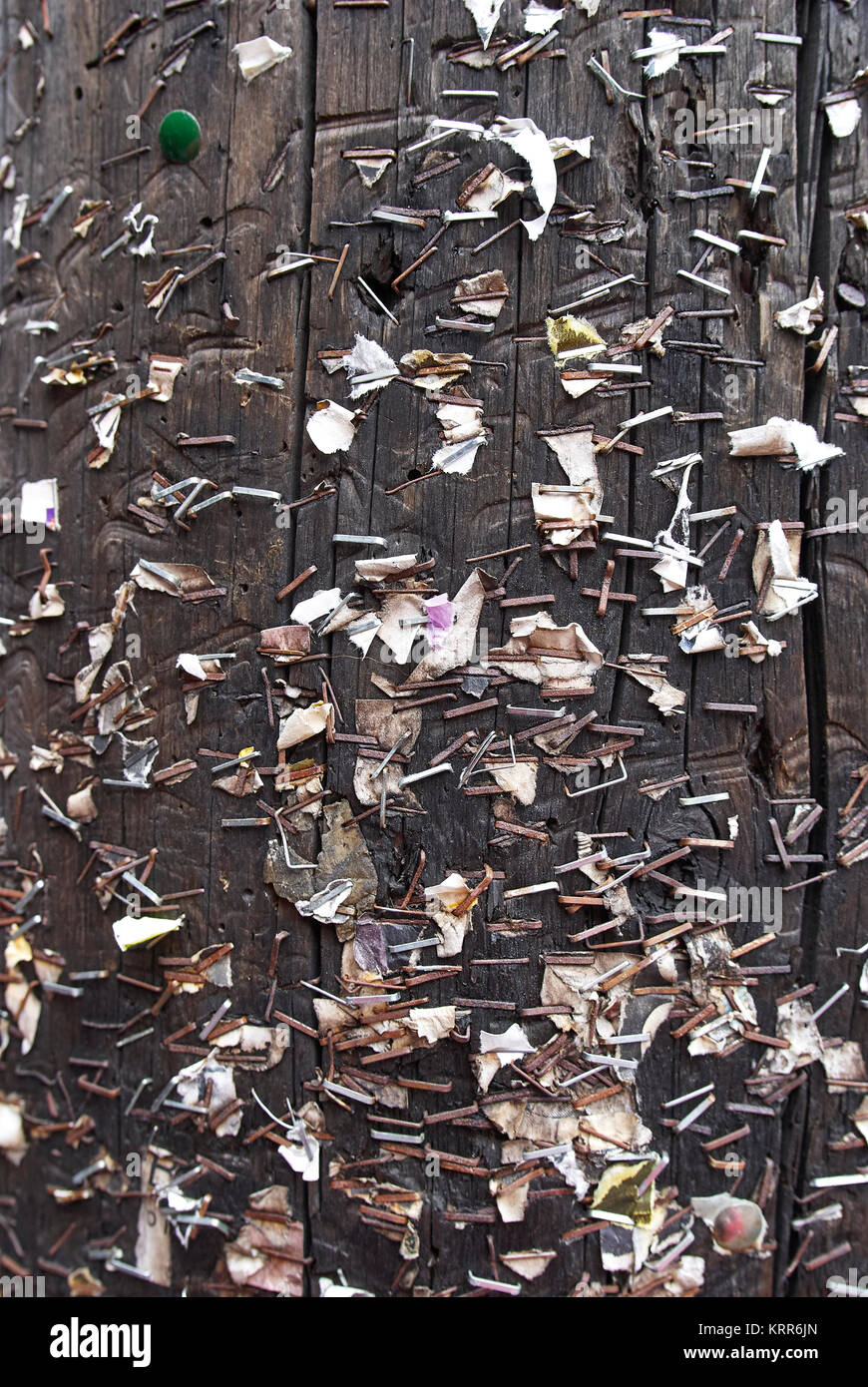 a close up of a timber power pole with hundreds of old staples stuck in ...