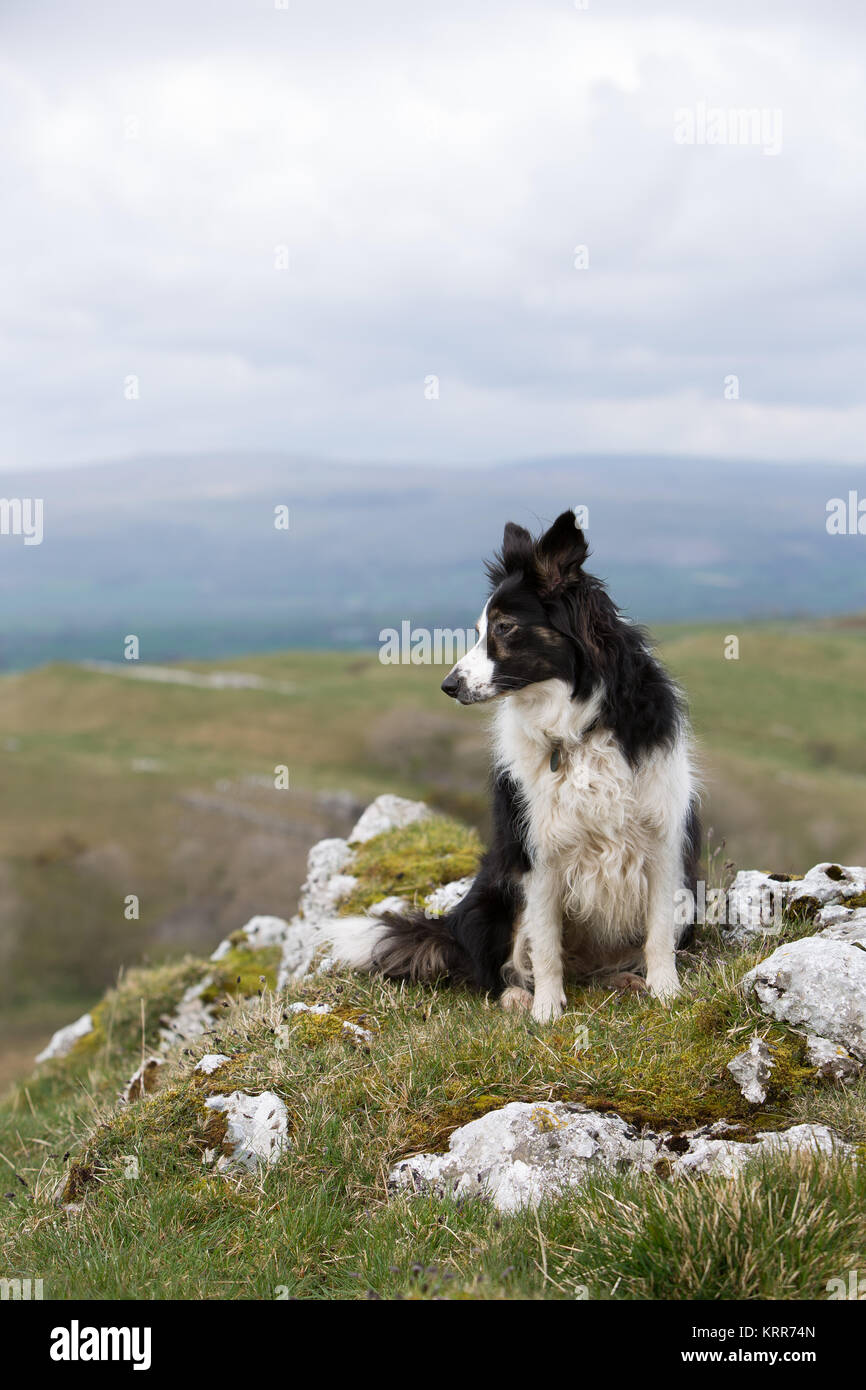 A border collie sits on a limestone rock outcrop above Kirkby Stephen ...