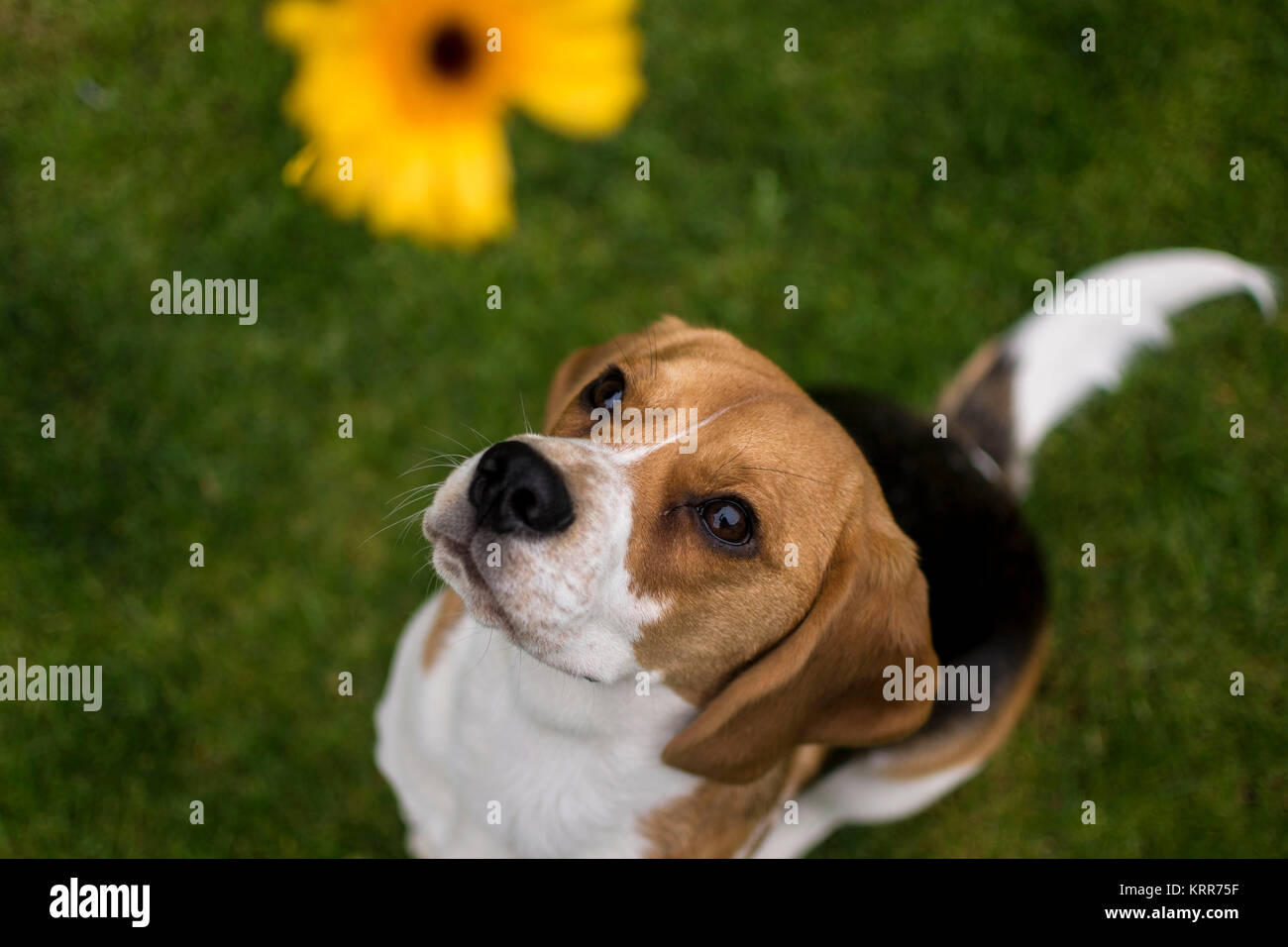 A young tricolour Beagle girl puppy holding a yellow flower in mouth ...