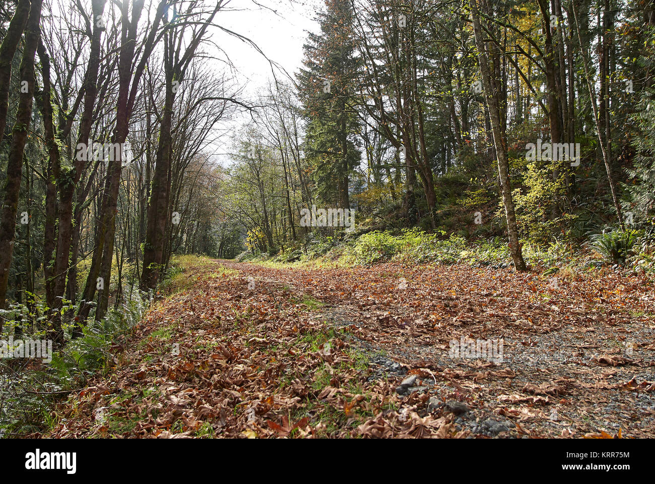 a leak blown path in fall covered in leaves Stock Photo - Alamy