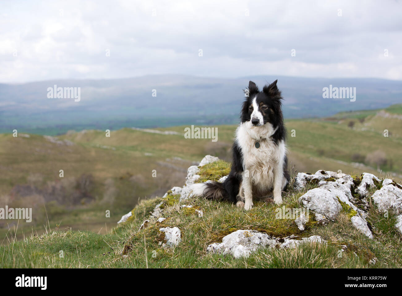 A border collie sits on a limestone rock outcrop above Kirkby Stephen ...