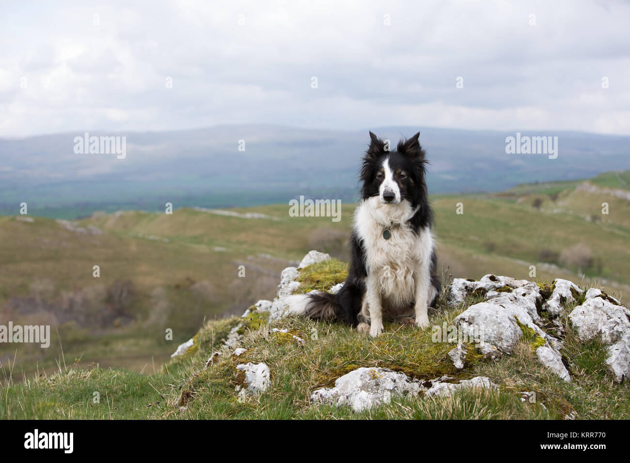 A border collie sits on a limestone rock outcrop above Kirkby Stephen ...