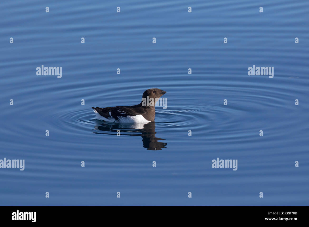 Little auks uk hi-res stock photography and images - Alamy