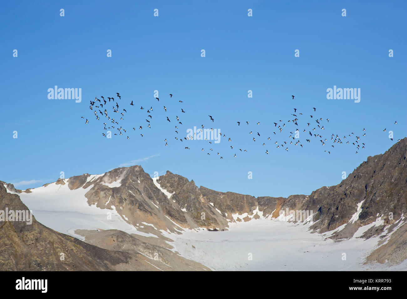Little auk / dovekie (Alle alle) flock in flight, Svalbard ...