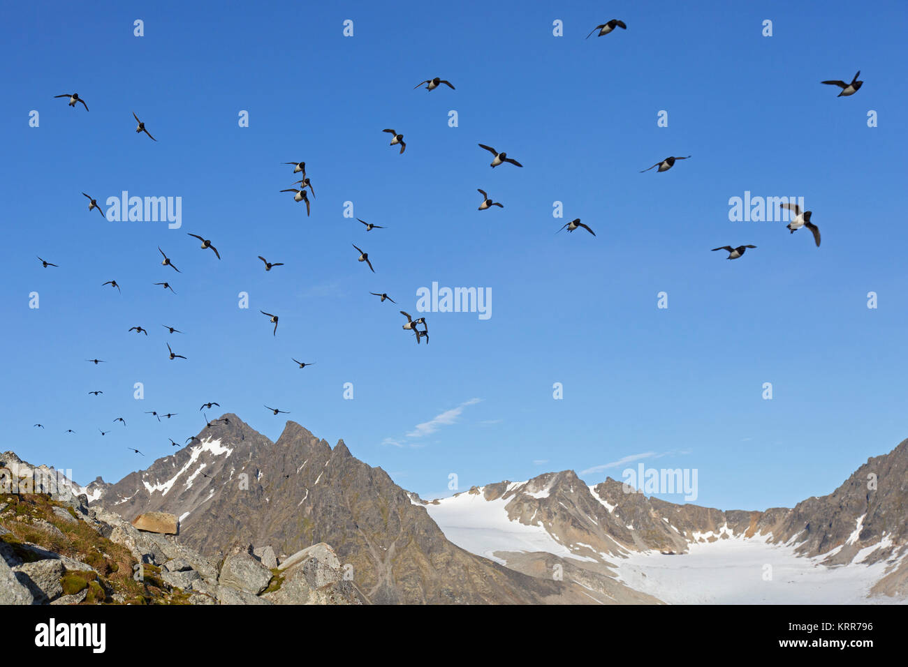 Little auk / dovekie (Alle alle) flock in flight, Svalbard ...