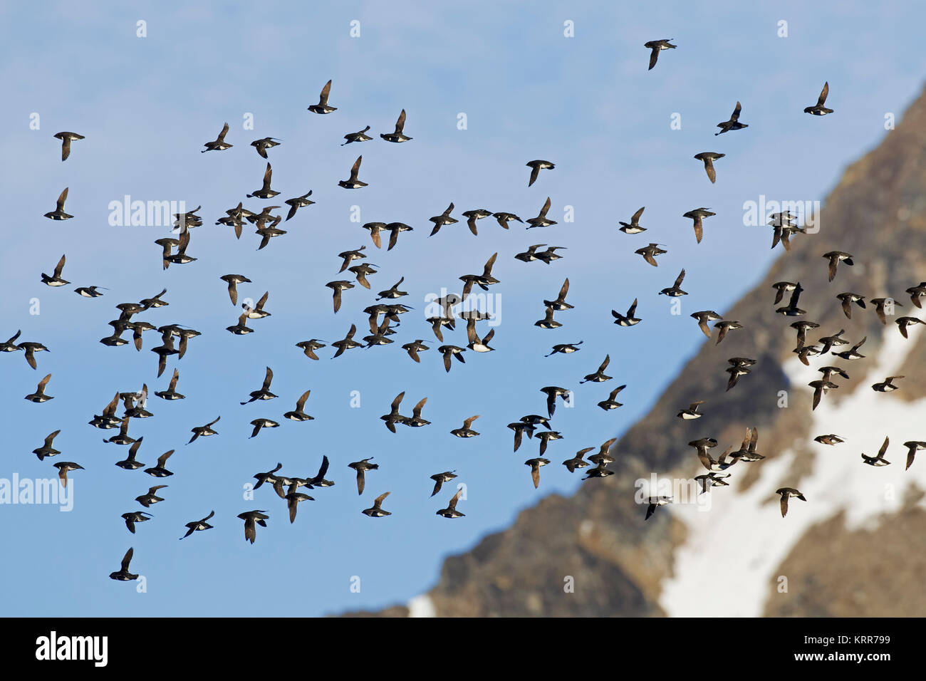 Little auk / dovekie (Alle alle) flock in flight, Svalbard ...
