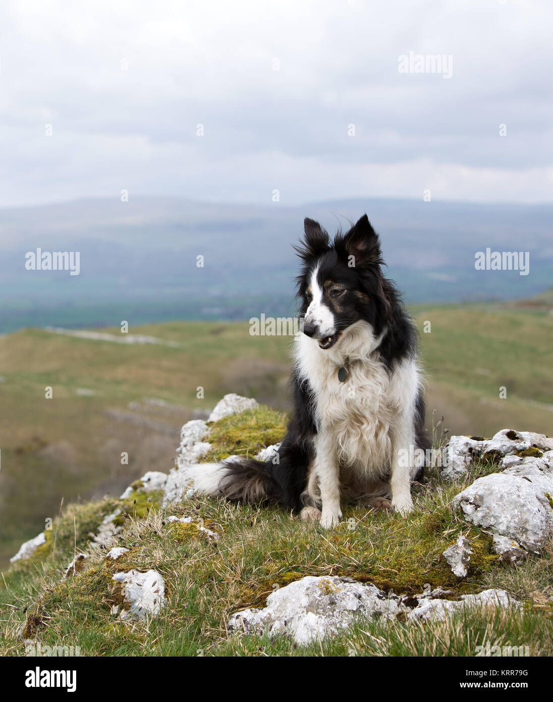 A border collie sits on a limestone rock outcrop above Kirkby Stephen ...