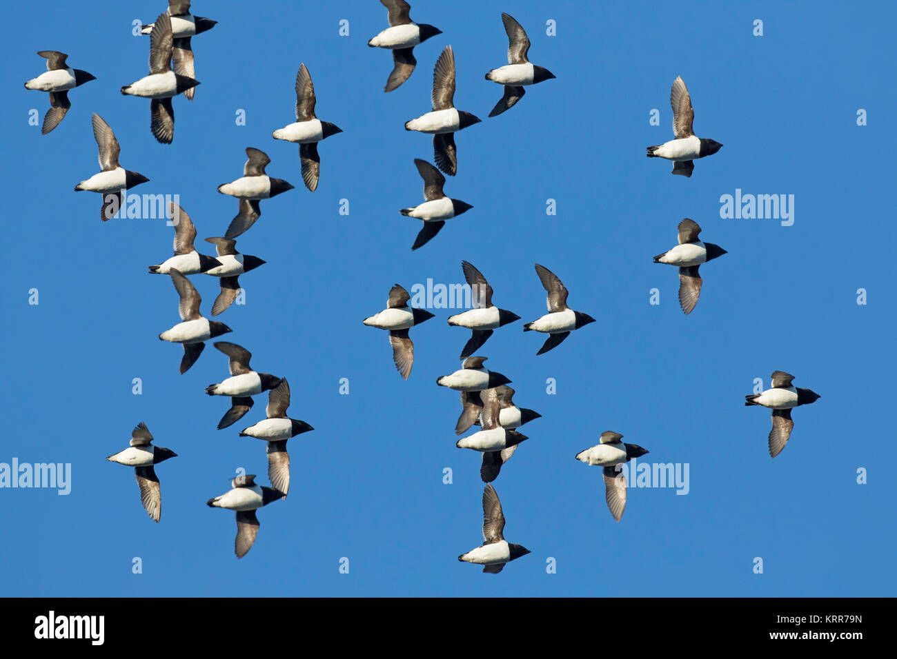 Little auks / dovekie (Alle alle) little auk flock in flight against ...
