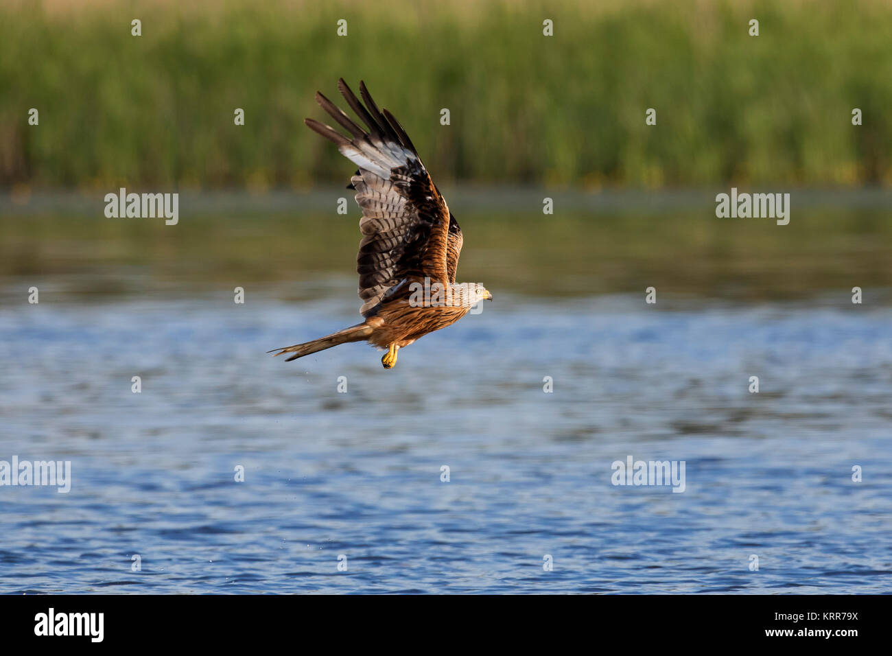 Red kite (Milvus milvus) flying over lake / river while hunting for ...