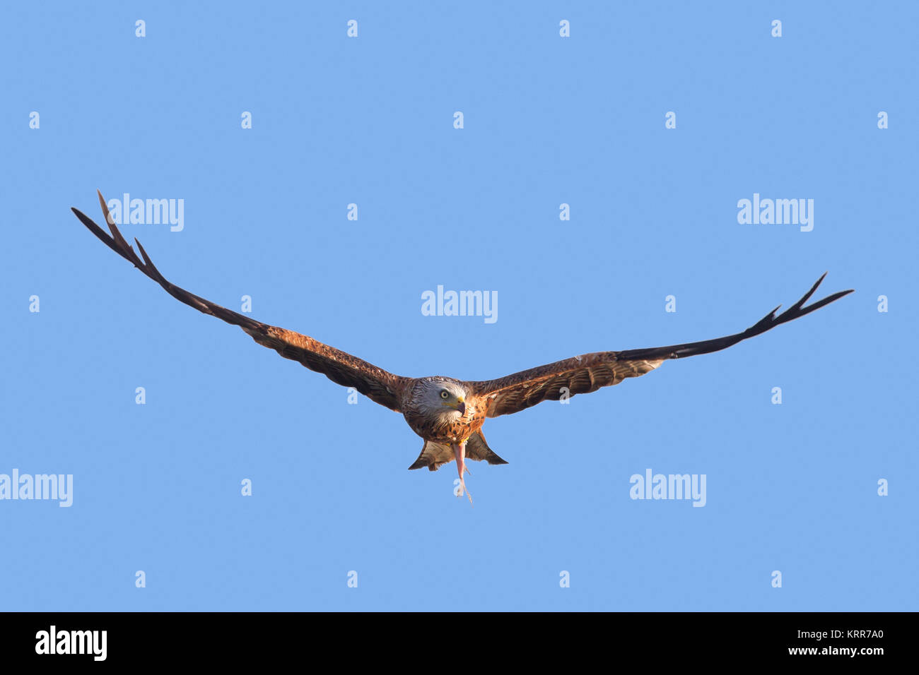 Red kite (Milvus milvus) flying with caught fish in talons against blue ...