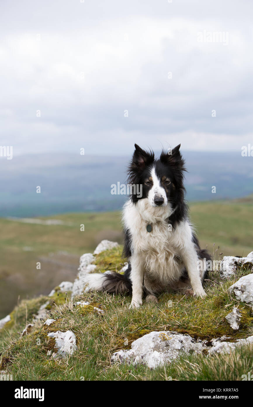 A border collie sits on a limestone rock outcrop above Kirkby Stephen ...