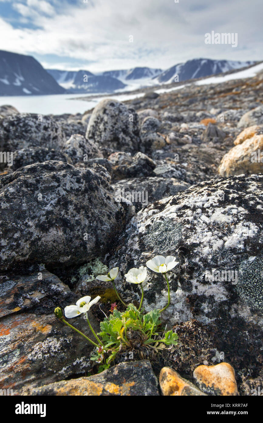 Flora polar hi-res stock photography and images - Alamy