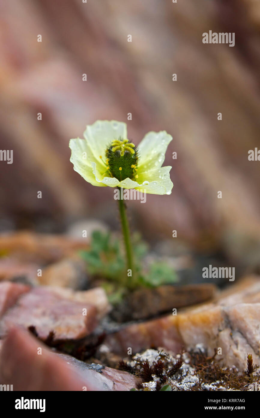 Svalbard poppy / Polar poppies (Papaver dahlianum) in flower on the ...