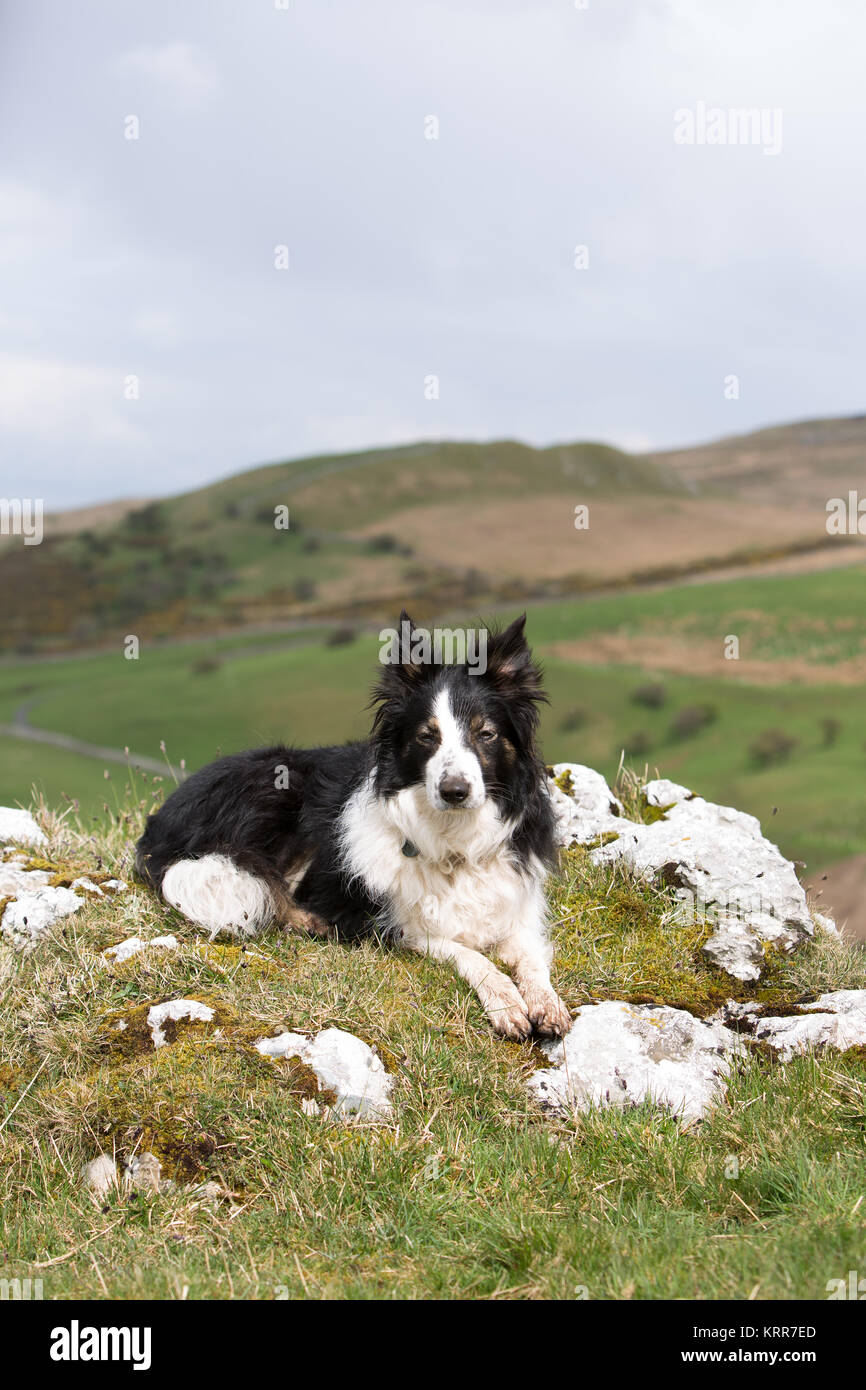 A border collie sits on a limestone rock outcrop above Kirkby Stephen ...