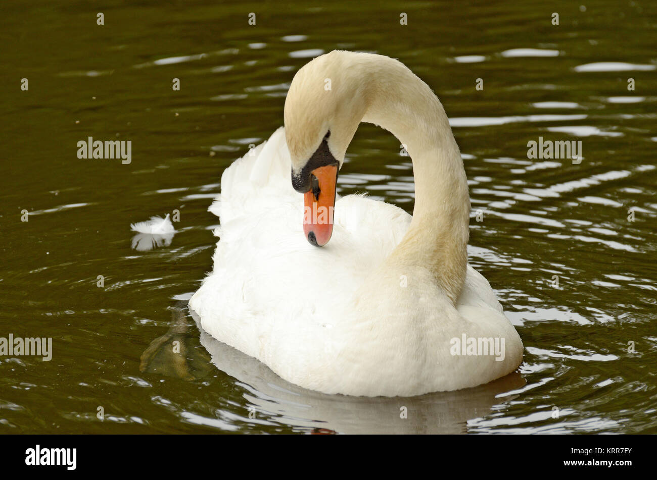 Swan floating on the lake.Beautiful bird with white feathers Stock ...