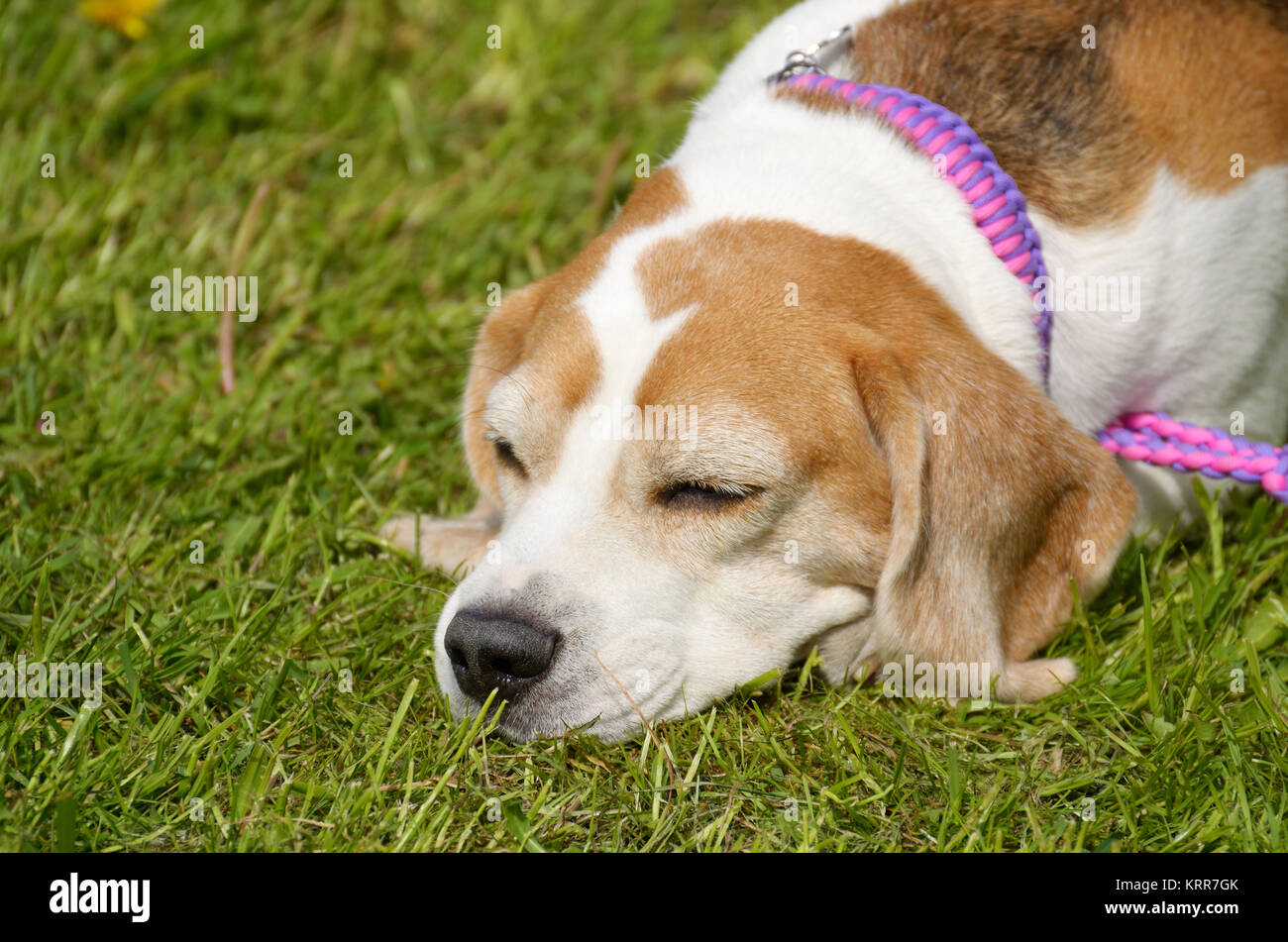 Fell hound hi-res stock photography and images - Alamy