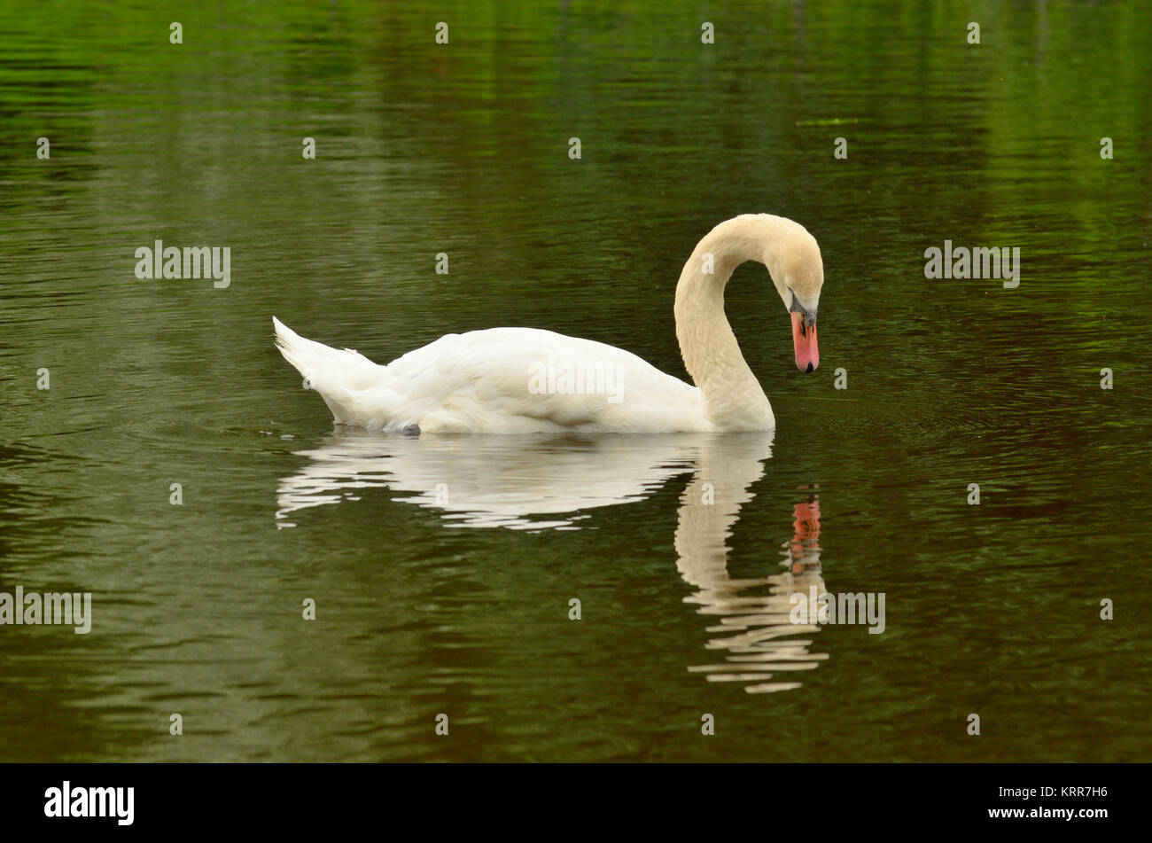 Swan floating on the lake.Beautiful bird with white feathers Stock ...