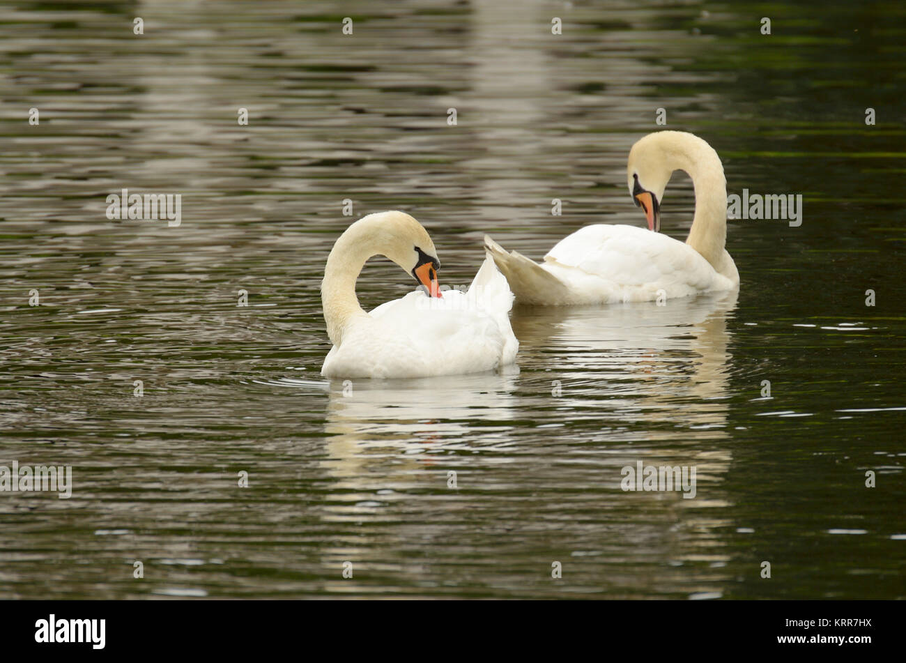 Swan floating on the lake.Beautiful bird with white feathers Stock ...