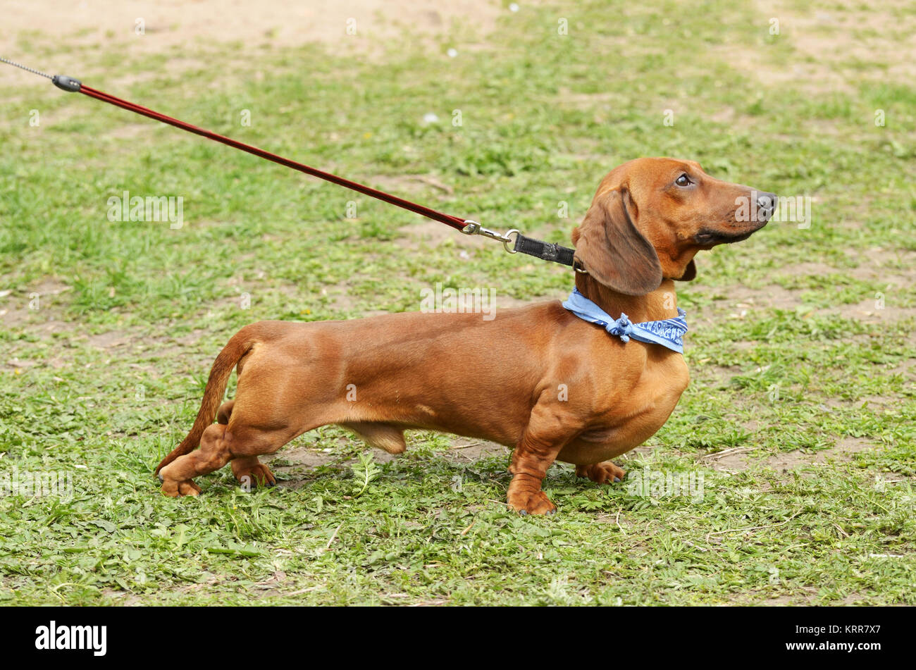 The Dachshund is a hunting dog.This breed of dog is very popular Stock ...
