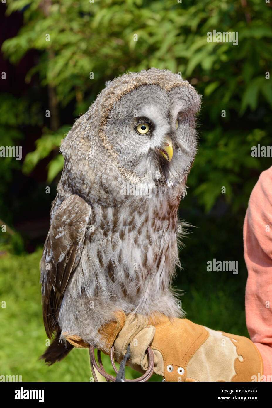 The owl sitting on the hand in the glove.It is a predatory bird Stock ...