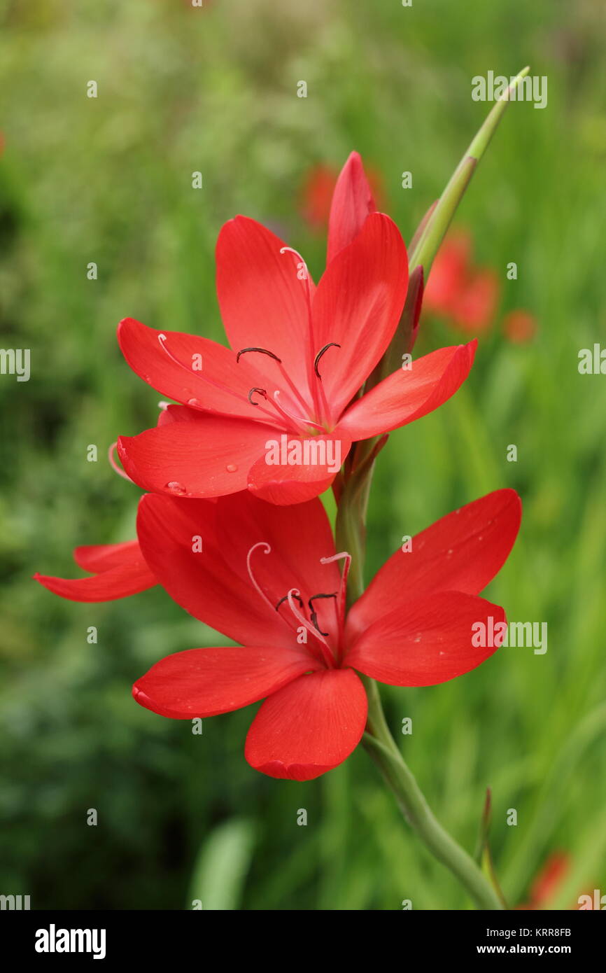 Hesperantha Coccinea Major High Resolution Stock Photography and Images ...