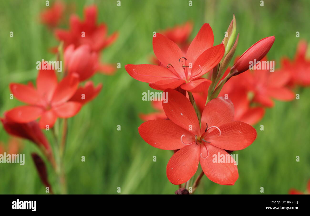 Hesperantha Coccinea Major High Resolution Stock Photography and Images ...