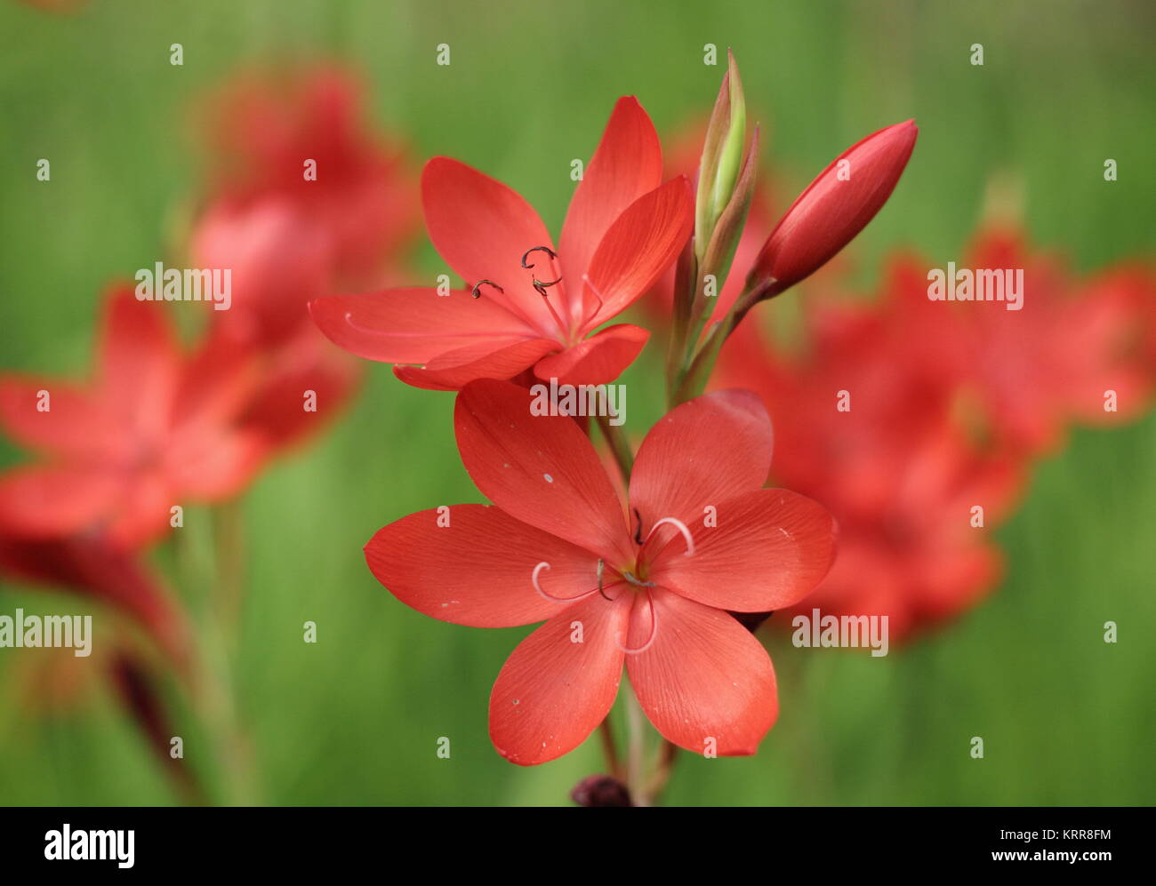 Schizostylis Coccinea Close Up High Resolution Stock Photography and ...