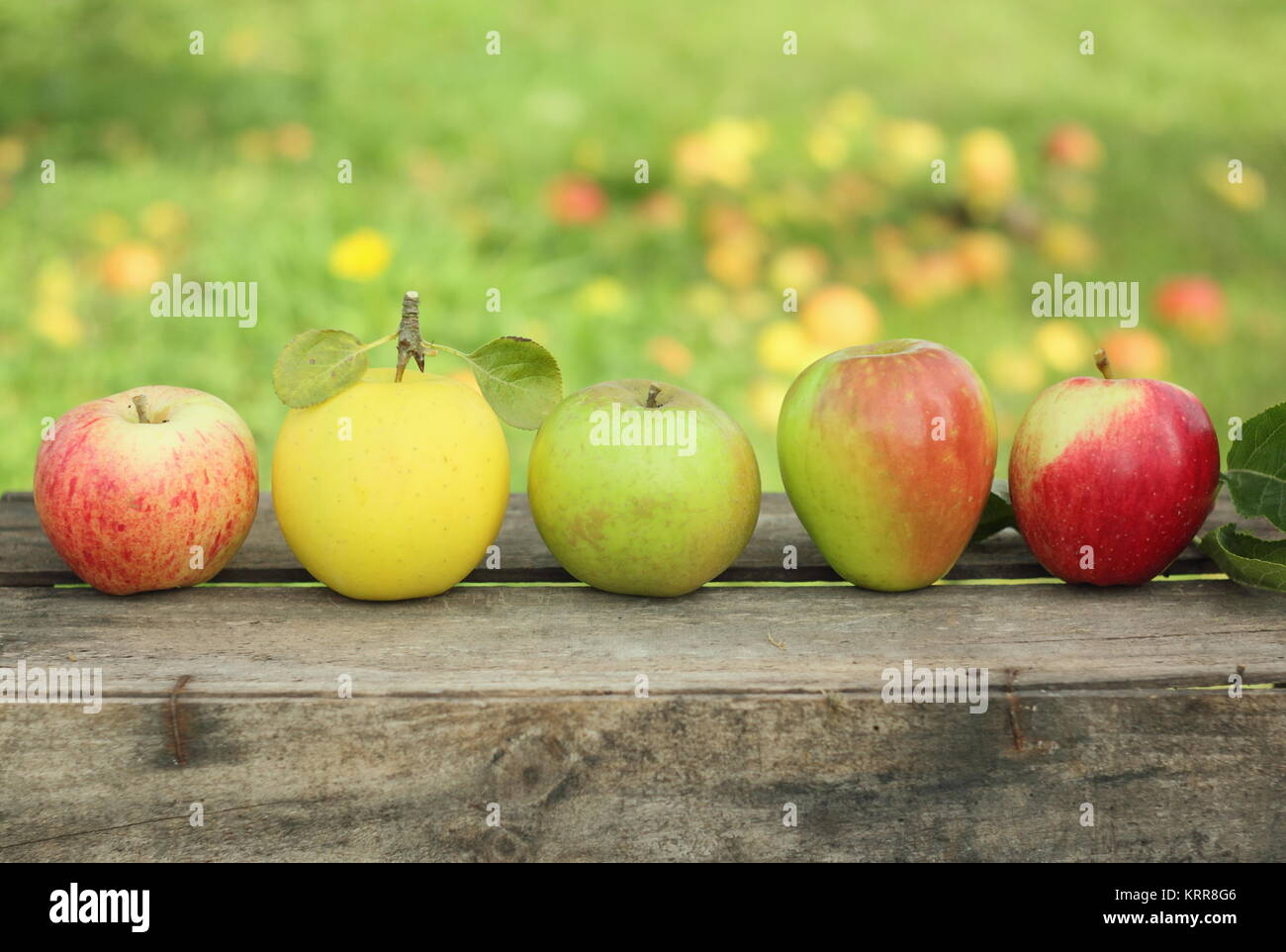 English apple varieties hi-res stock photography and images - Alamy