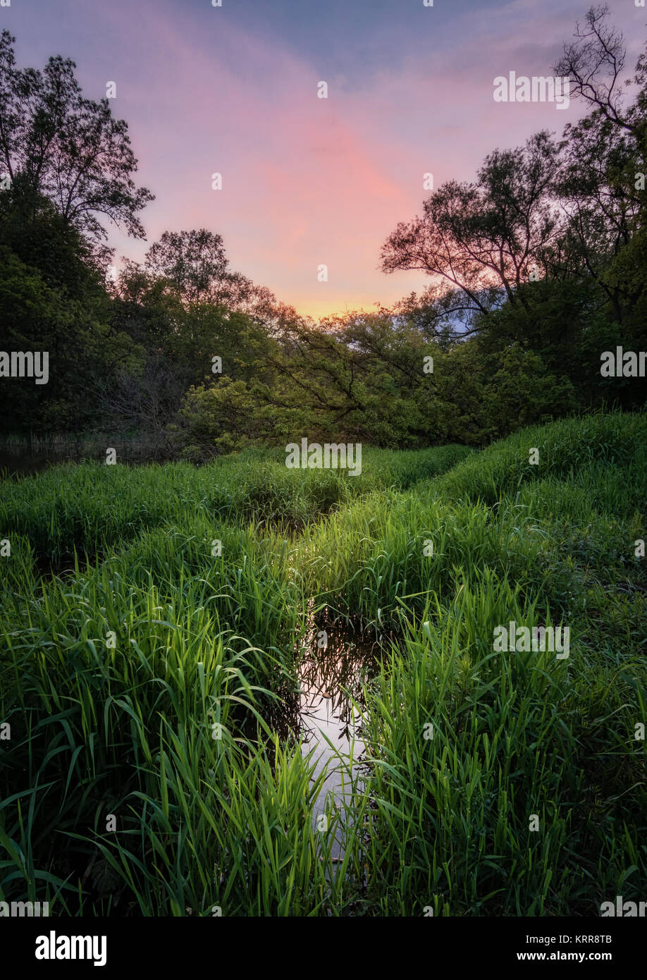 Wetland tall grasses hi-res stock photography and images - Alamy