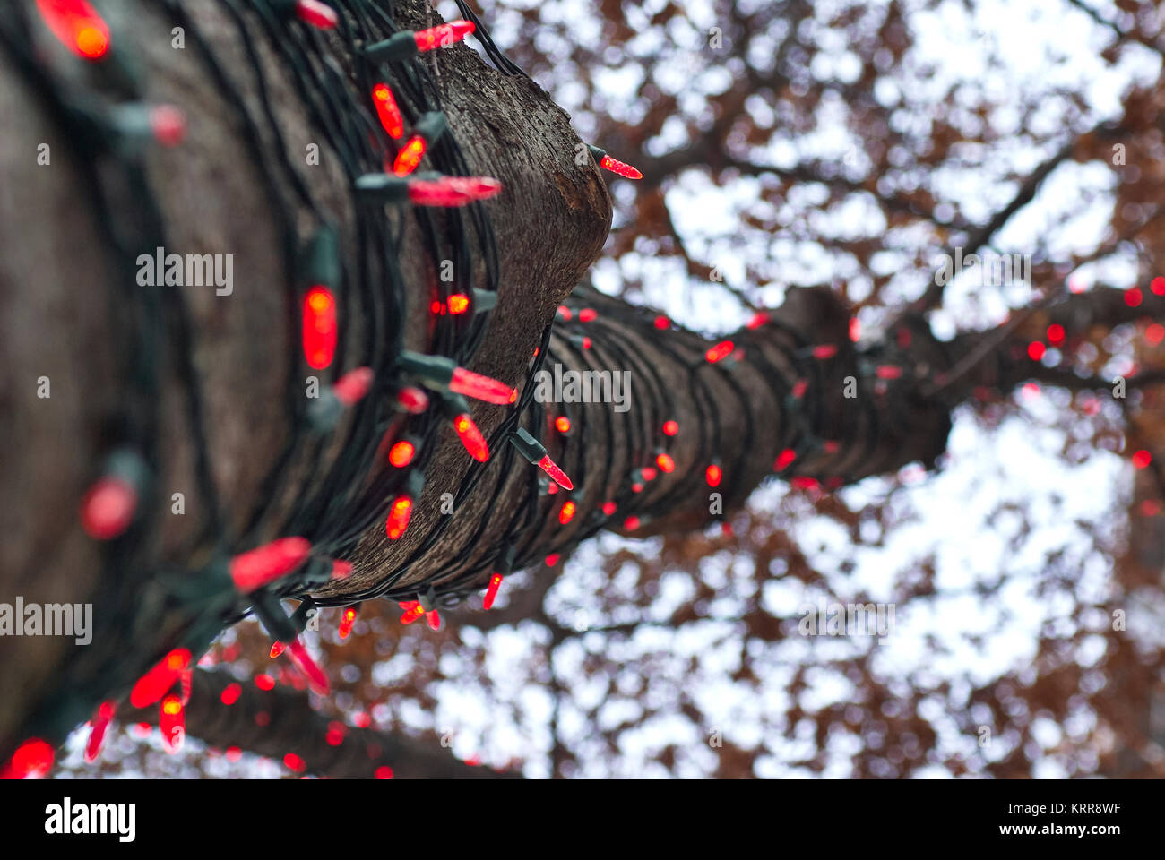 a line of lights wrapped around a tree Stock Photo - Alamy